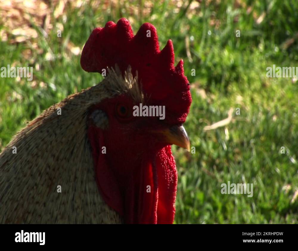 Birds with wattles Stock Videos & Footage - HD and 4K Video Clips - Alamy