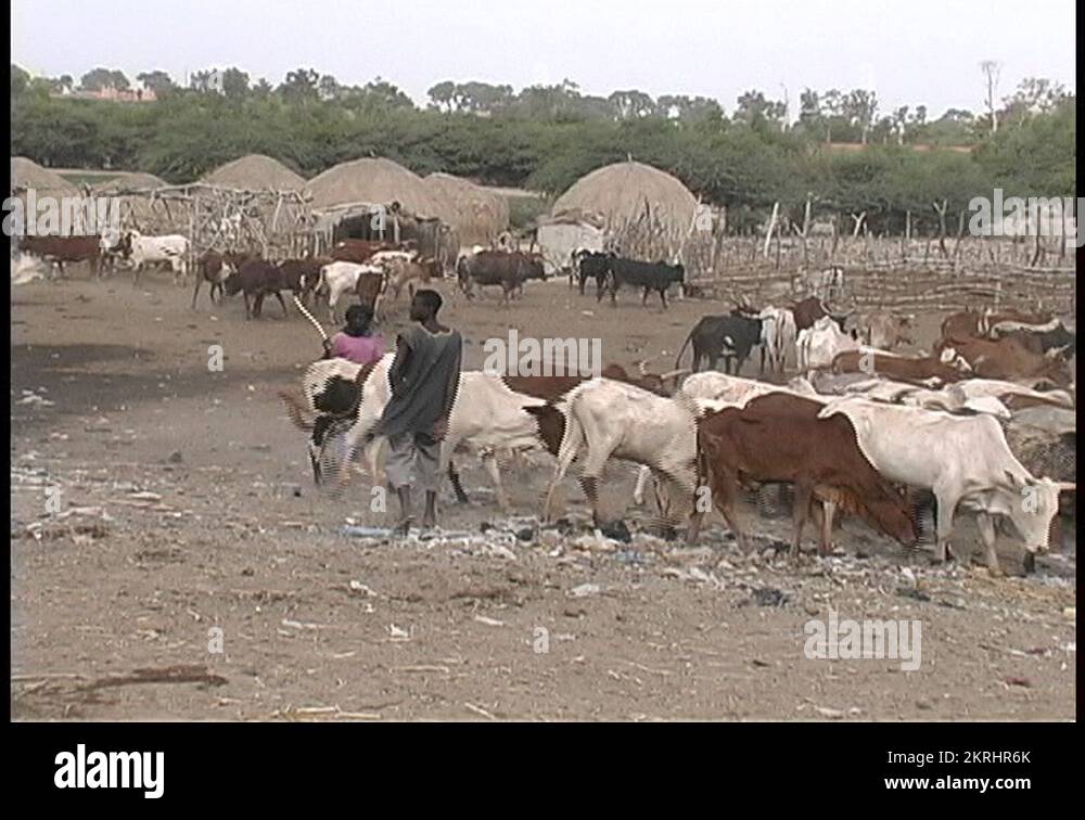 people herding cattle in a village in Senegal, West Africa Stock Video ...
