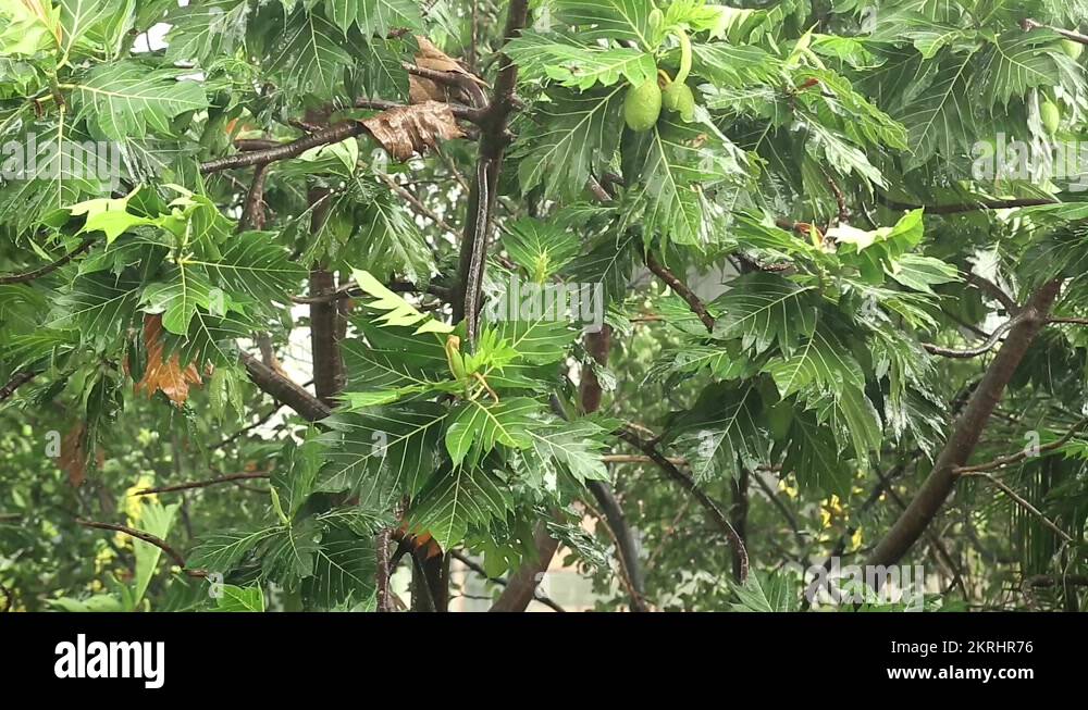 Tropical breadfruit tree Stock Videos & Footage - HD and 4K Video Clips ...