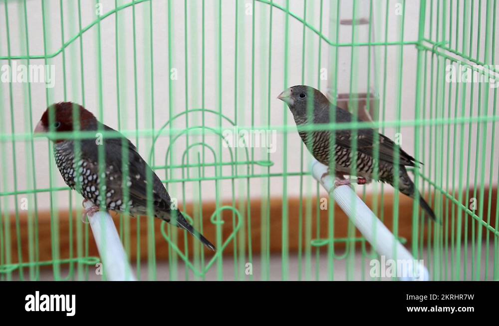 Paradise finch Stock Videos & Footage - HD and 4K Video Clips - Alamy