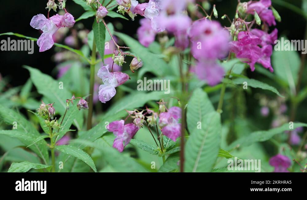 Impatiens glandulifera is a large annual plant native to the Himalayas ...
