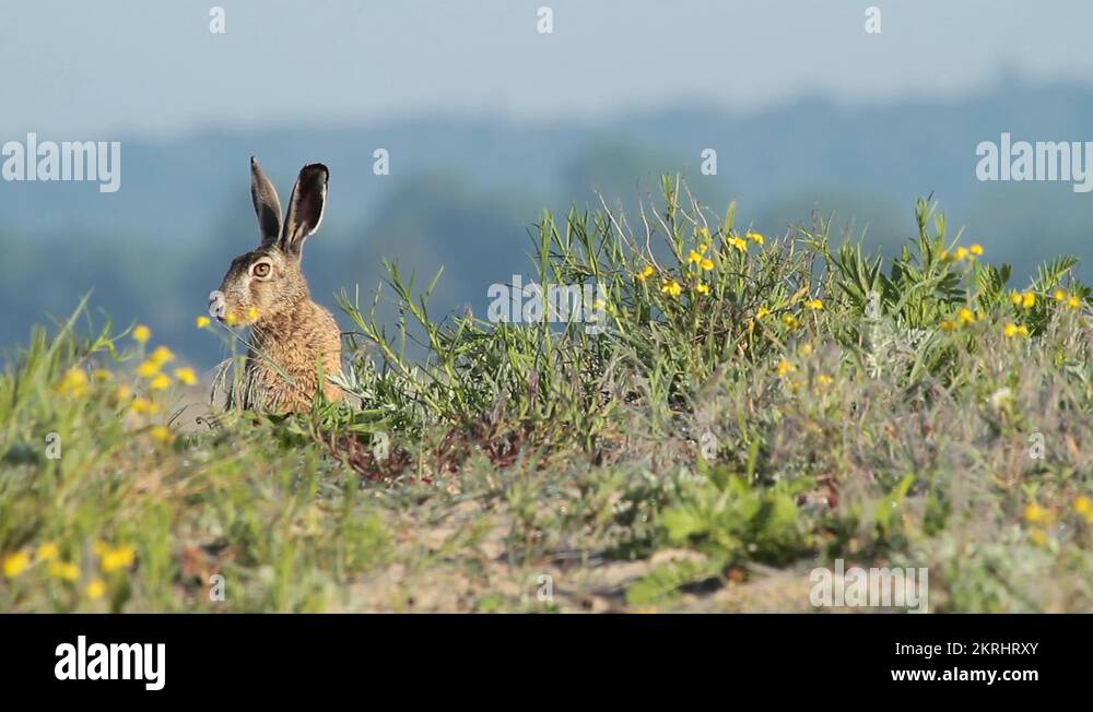Hare hunt Stock Videos & Footage - HD and 4K Video Clips - Alamy