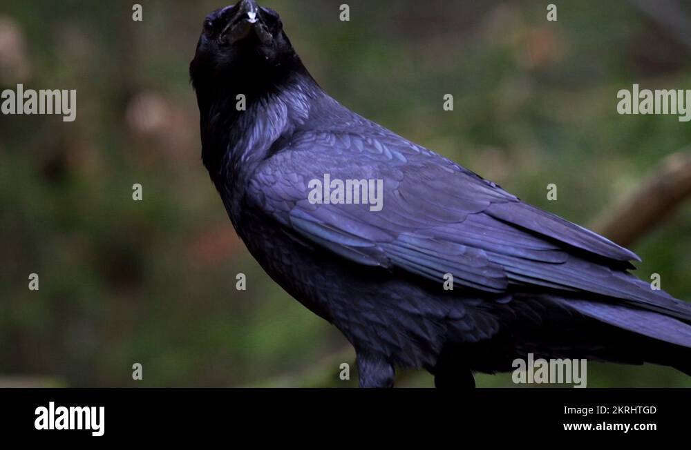 Raven corvus corax Stock Videos & Footage - HD and 4K Video Clips - Alamy