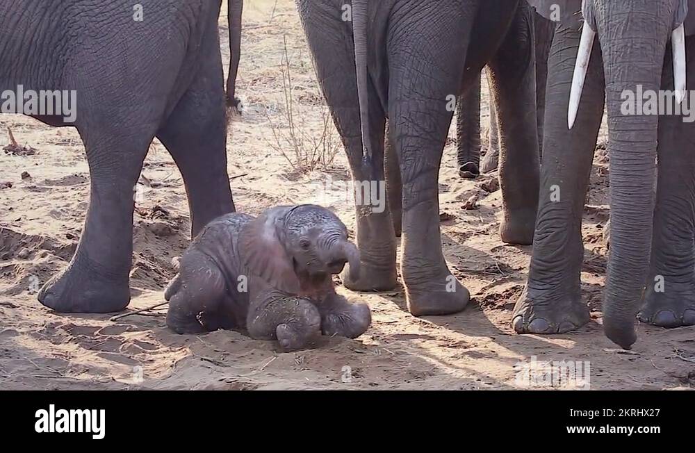 Elephant baby birth not seal Stock Videos & Footage - HD and 4K Video ...