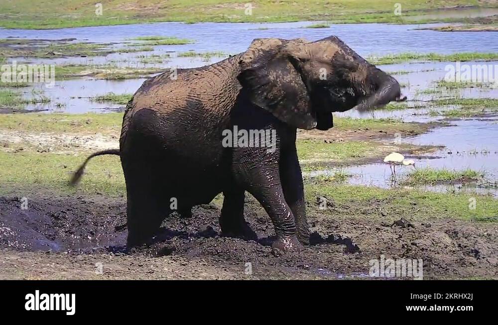 African Bush Elephant stuck in mud in Chobe River National Park ...