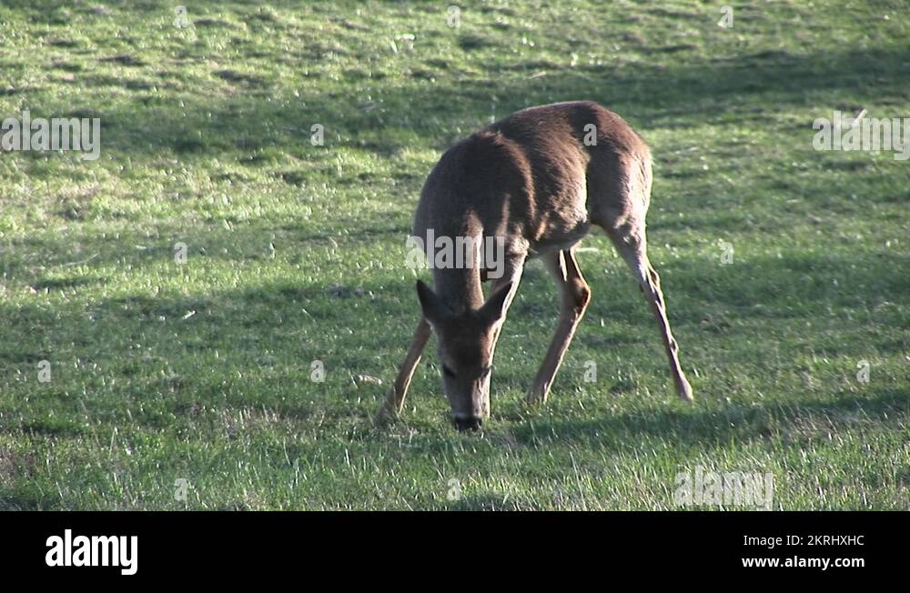 Doe crossing the road Stock Videos & Footage - HD and 4K Video Clips ...