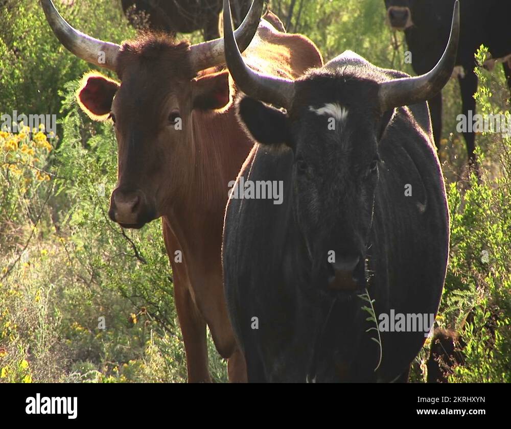 Steers field Stock Videos & Footage - HD and 4K Video Clips - Alamy
