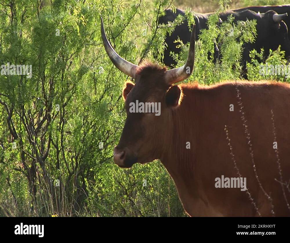 Steer horn Stock Videos & Footage - HD and 4K Video Clips - Alamy