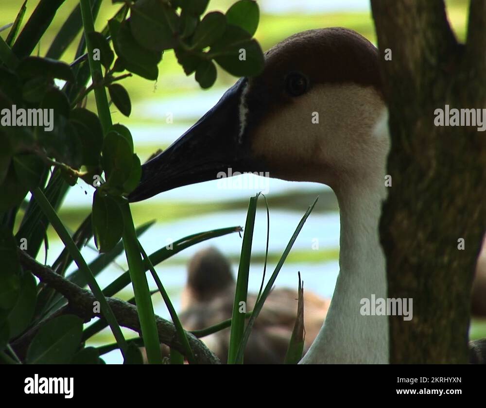 Hiding goose Stock Videos & Footage - HD and 4K Video Clips - Alamy
