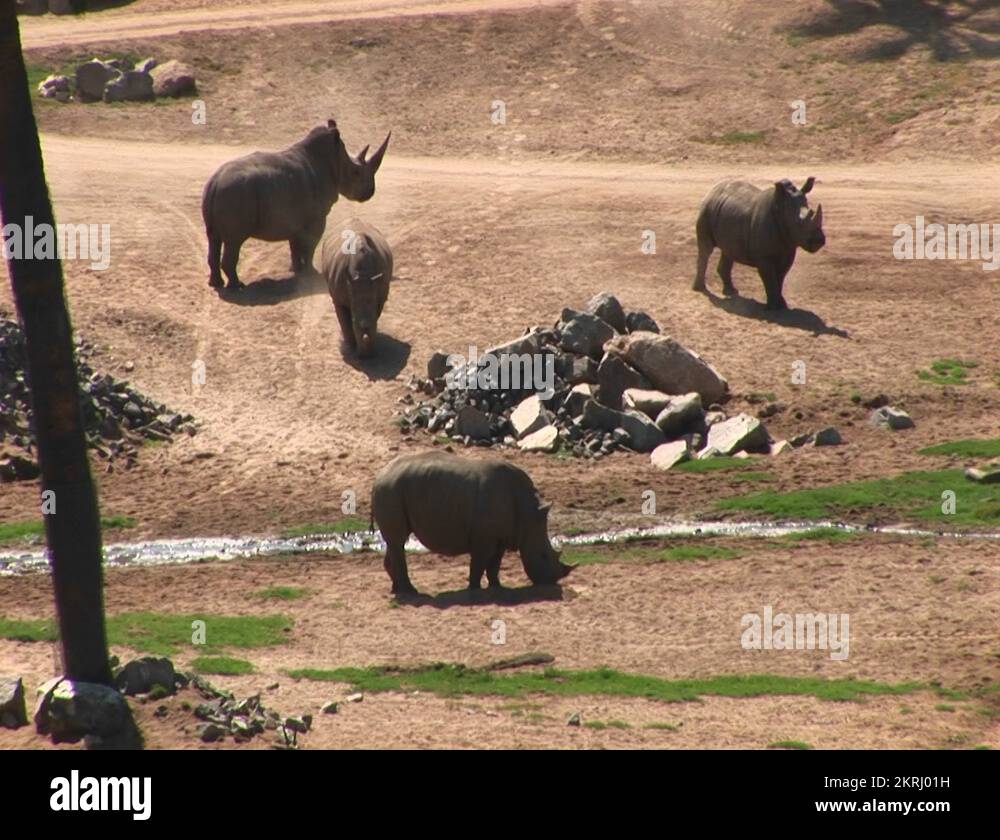 Rhinos standing Stock Videos & Footage - HD and 4K Video Clips - Alamy
