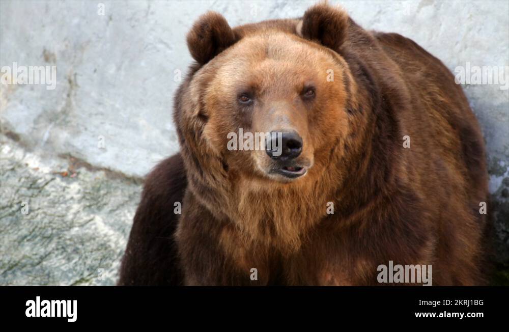 Female brown bear portrait Stock Videos & Footage - HD and 4K Video ...