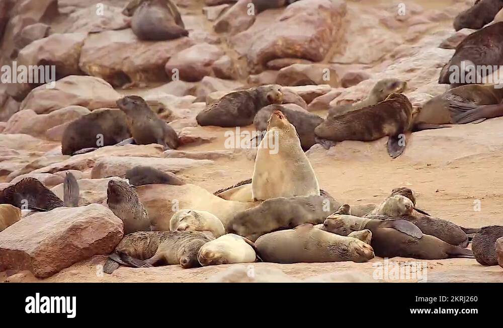 Seal protection Stock Videos & Footage - HD and 4K Video Clips - Alamy