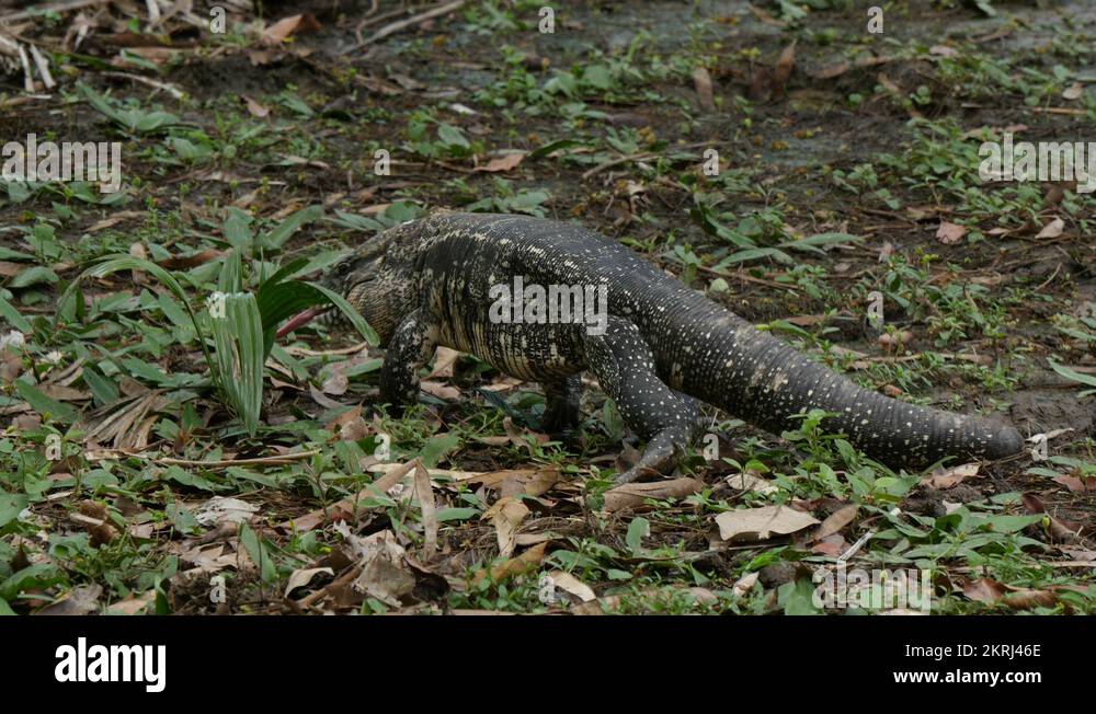 White tegu Stock Videos & Footage - HD and 4K Video Clips - Alamy
