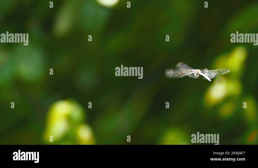 Green fauna dragonfly forest Stock Videos & Footage - HD and 4K Video ...