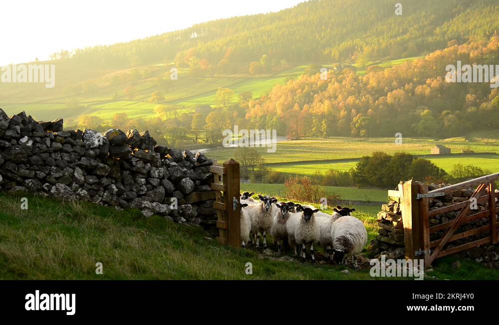 Gate sheep gate Stock Videos & Footage - HD and 4K Video Clips - Alamy