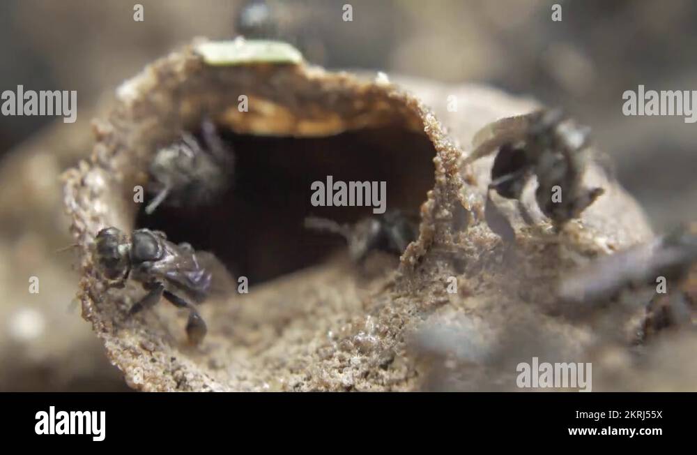 Australian Native Stingless Bees Stock Videos Footage Hd And 4k