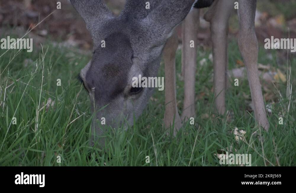 Wild deer face Stock Videos & Footage - HD and 4K Video Clips - Alamy