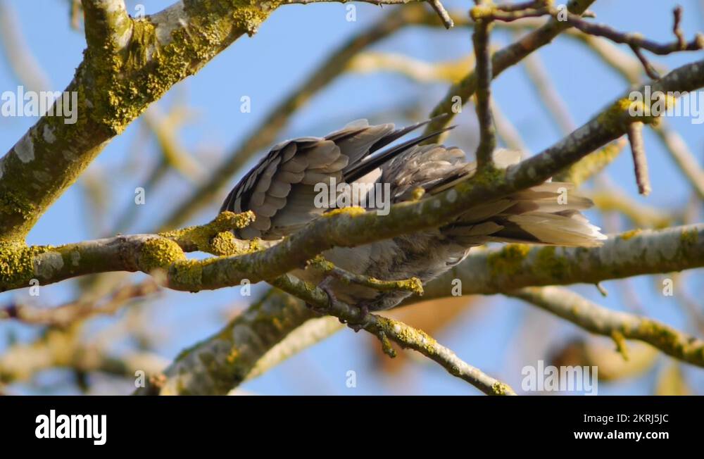 Collared dove Stock Videos & Footage - HD and 4K Video Clips - Alamy