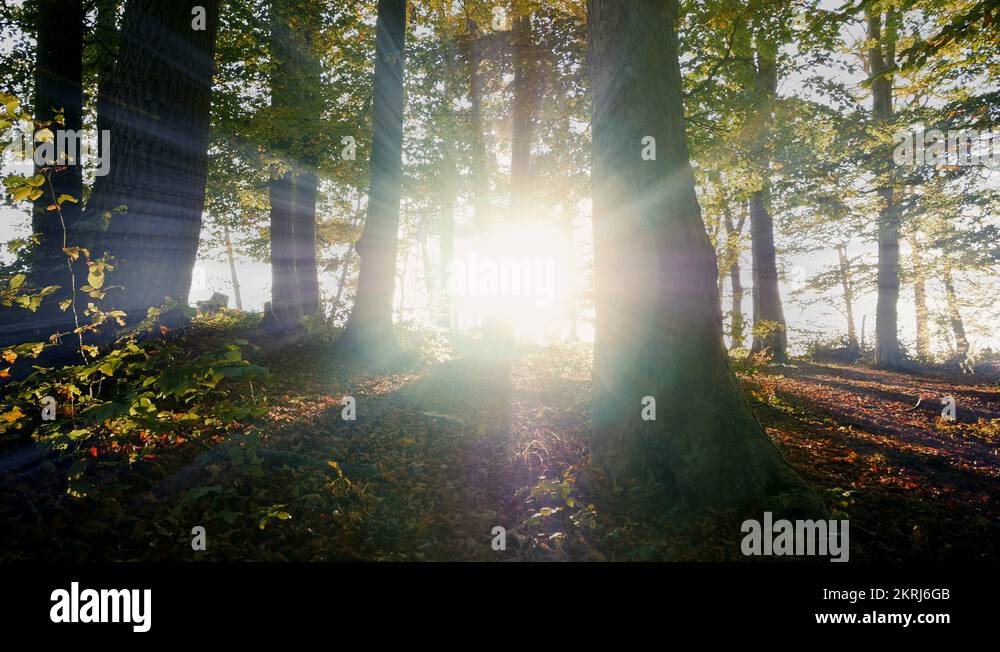 Forest light trees beams magical Stock Videos & Footage - HD and 4K ...