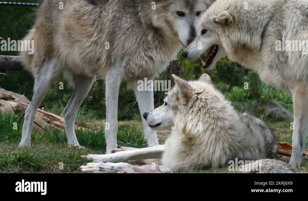 Aggressive wolves Stock Videos & Footage - HD and 4K Video Clips - Alamy