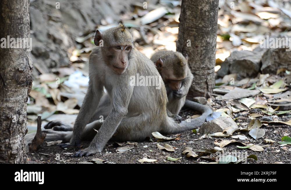 Reclining animal Stock Videos & Footage - HD and 4K Video Clips - Alamy