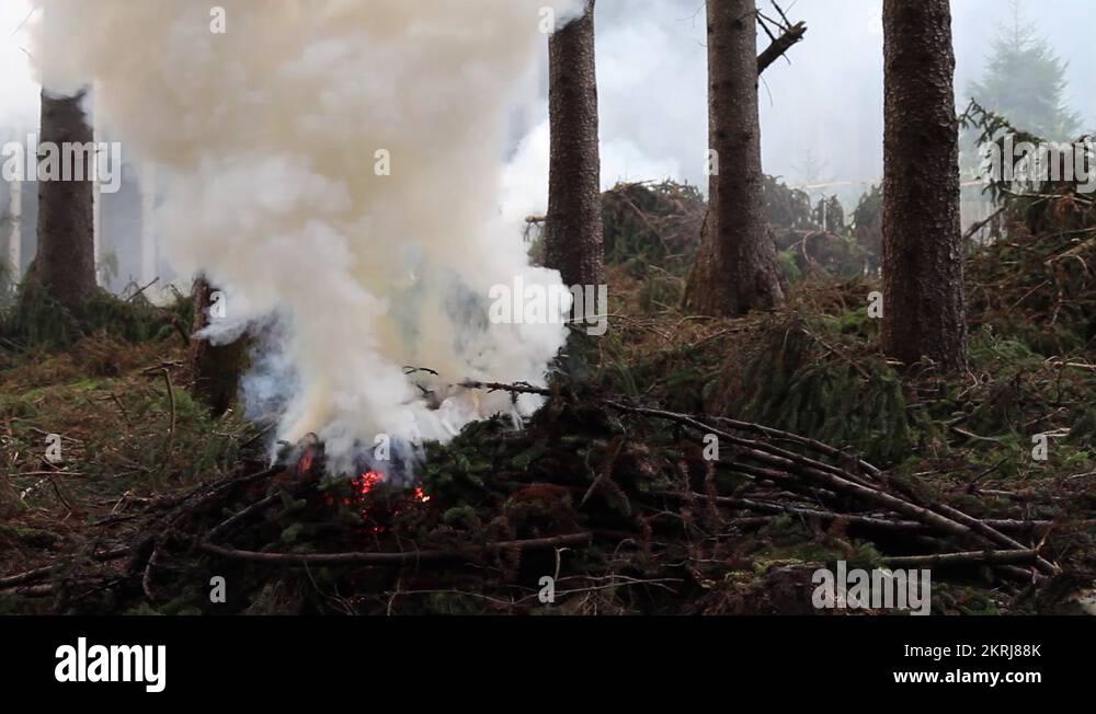 Firewood extraction Stock Videos & Footage - HD and 4K Video Clips - Alamy