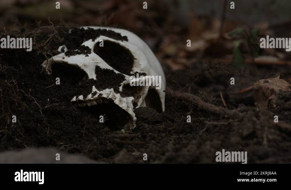Human skull protruding from the dirt - Forensics, Murder and Crime ...