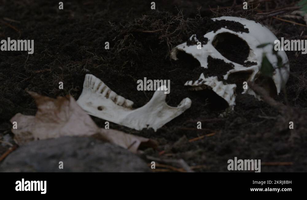 Zoom in on human skull in the dirt - Buried forgotten victim Stock ...