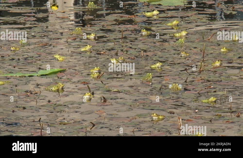 Frogs (Pelophylax) croaking in pond during breeding season Stock Video ...