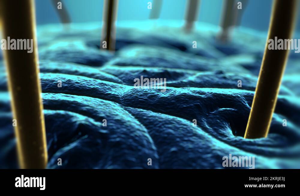 SEM Scanning Electron Microscope photo of human hair and skin. Blue and ...