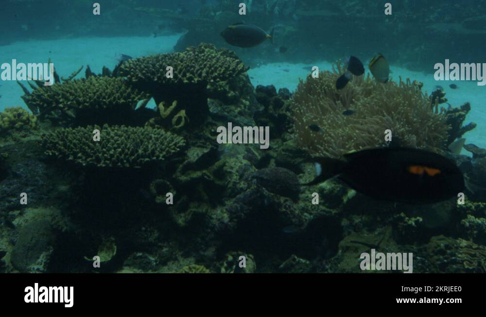 Coral reef fish queensland Stock Videos & Footage - HD and 4K Video ...