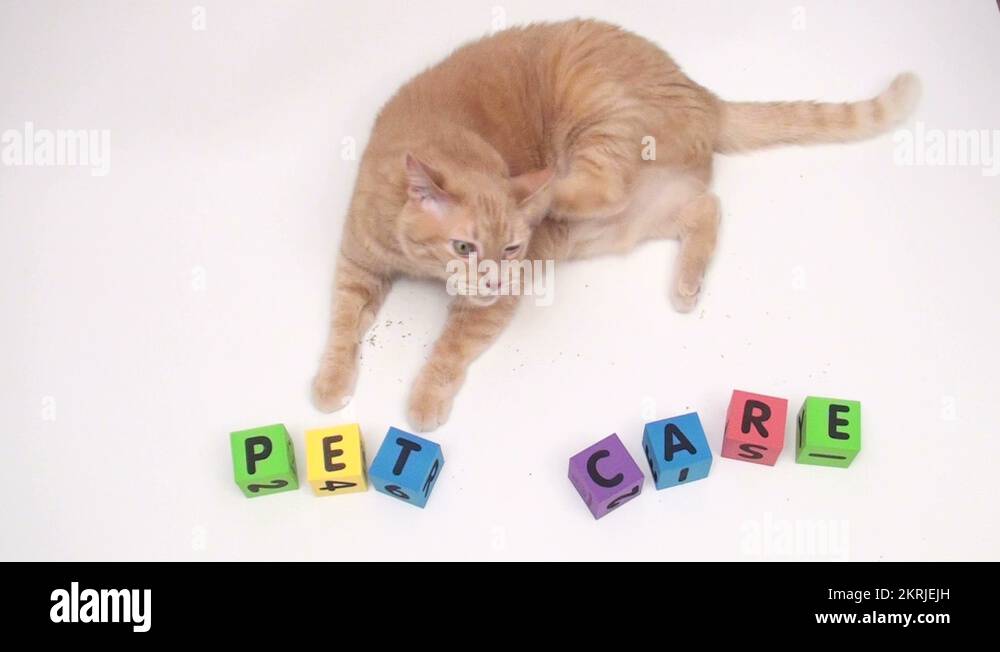 Pet alphabet Stock Videos & Footage - HD and 4K Video Clips - Alamy