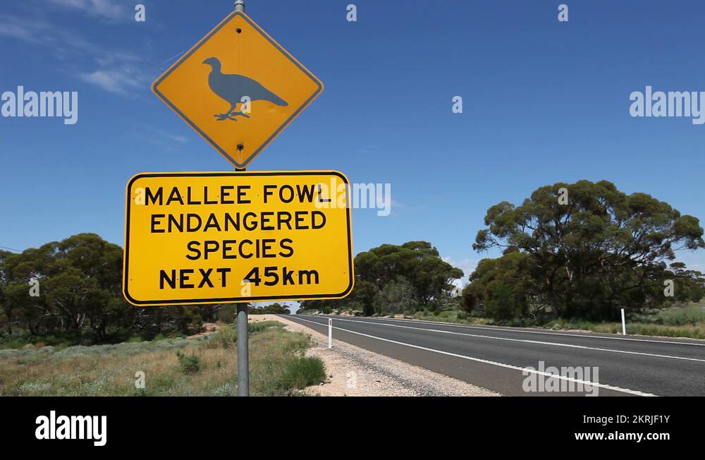 Mallee mallee Stock Videos & Footage - HD and 4K Video Clips - Alamy