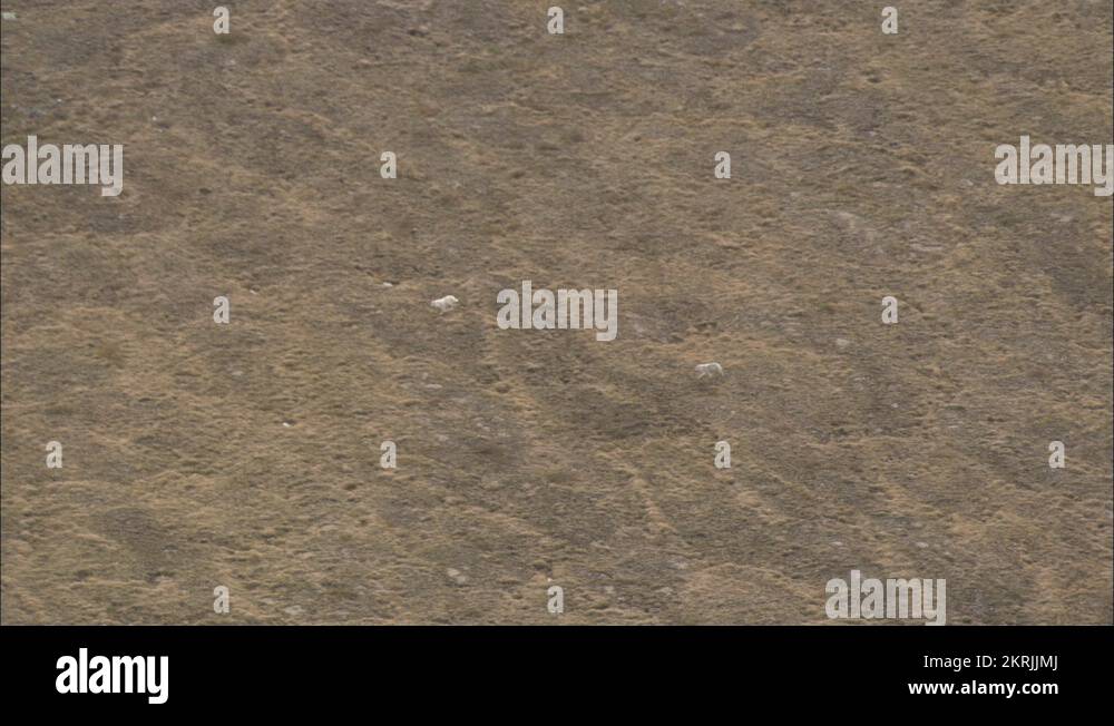 Tundra wolves Stock Videos & Footage - HD and 4K Video Clips - Alamy