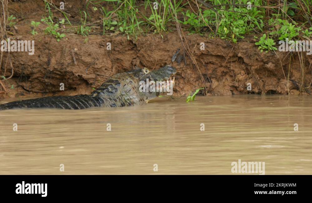 Caiman eating Stock Videos & Footage - HD and 4K Video Clips - Alamy