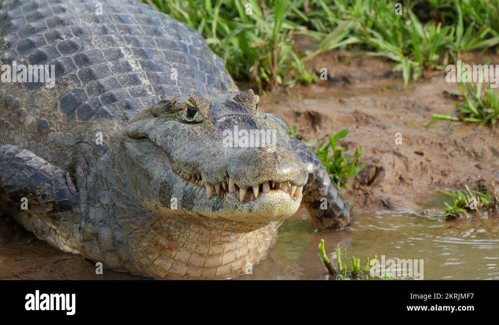Caiman head Stock Videos & Footage - HD and 4K Video Clips - Alamy