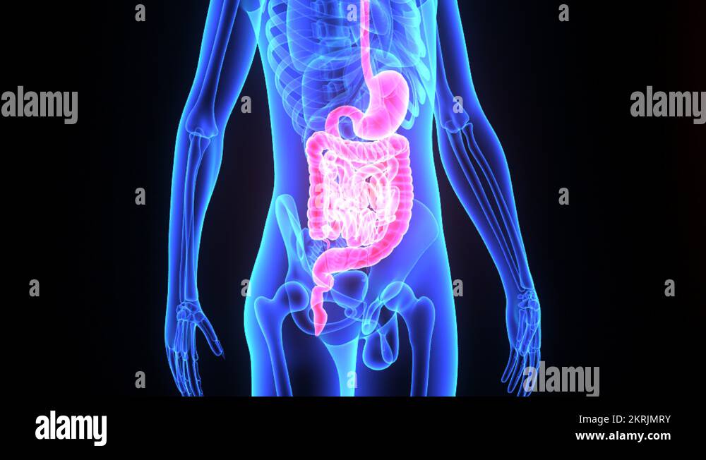 Digestive system blue Stock Videos & Footage - HD and 4K Video Clips ...