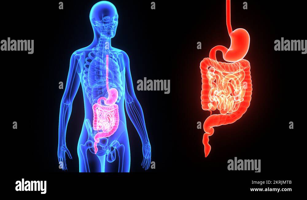 Digestive system vector Stock Videos & Footage - HD and 4K Video Clips ...