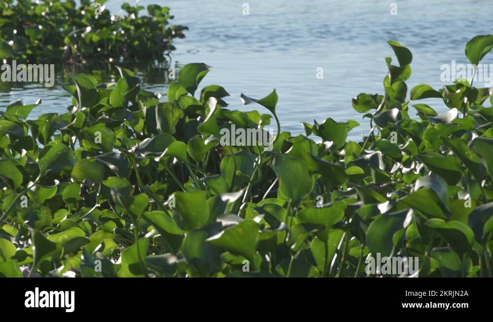 Water hyacinth floating plant Stock Videos & Footage - HD and 4K Video ...
