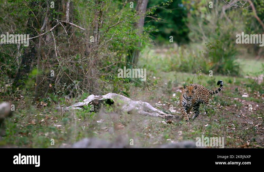 Kill panther kill Stock Videos & Footage - HD and 4K Video Clips - Alamy