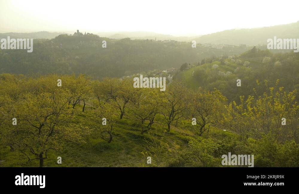 Peach plantation Stock Videos & Footage - HD and 4K Video Clips - Alamy
