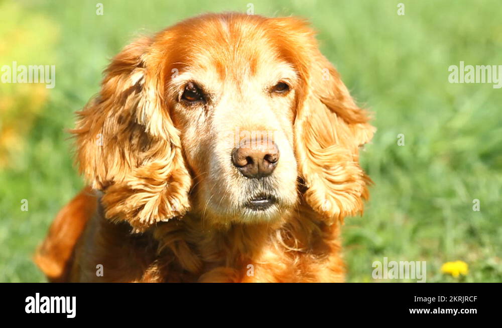 English cocker spaniel on grass Stock Videos & Footage - HD and 4K ...