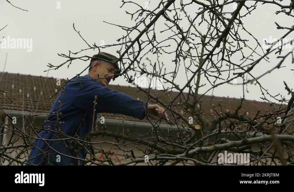 Pruning tree ladder Stock Videos & Footage - HD and 4K Video Clips - Alamy
