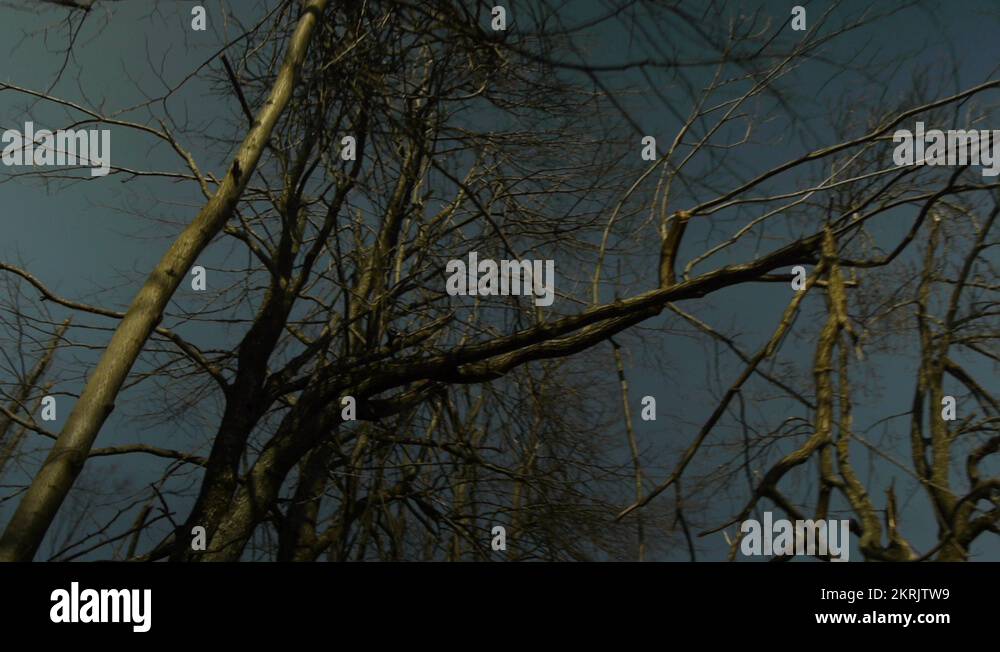 Low angle of demolished Trees Stock Video Footage - Alamy