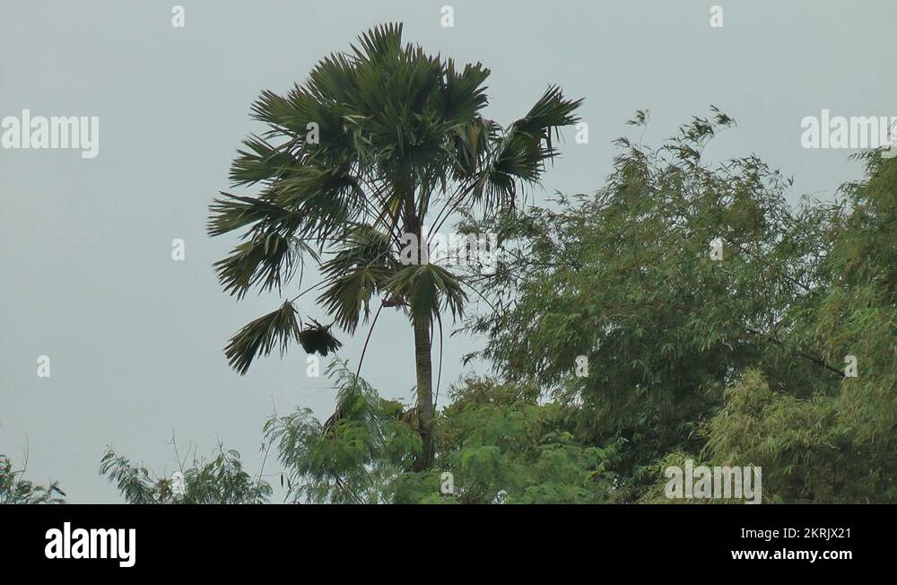 Arms from Super typhoon Hagupit sweeping in over Panay island in the ...