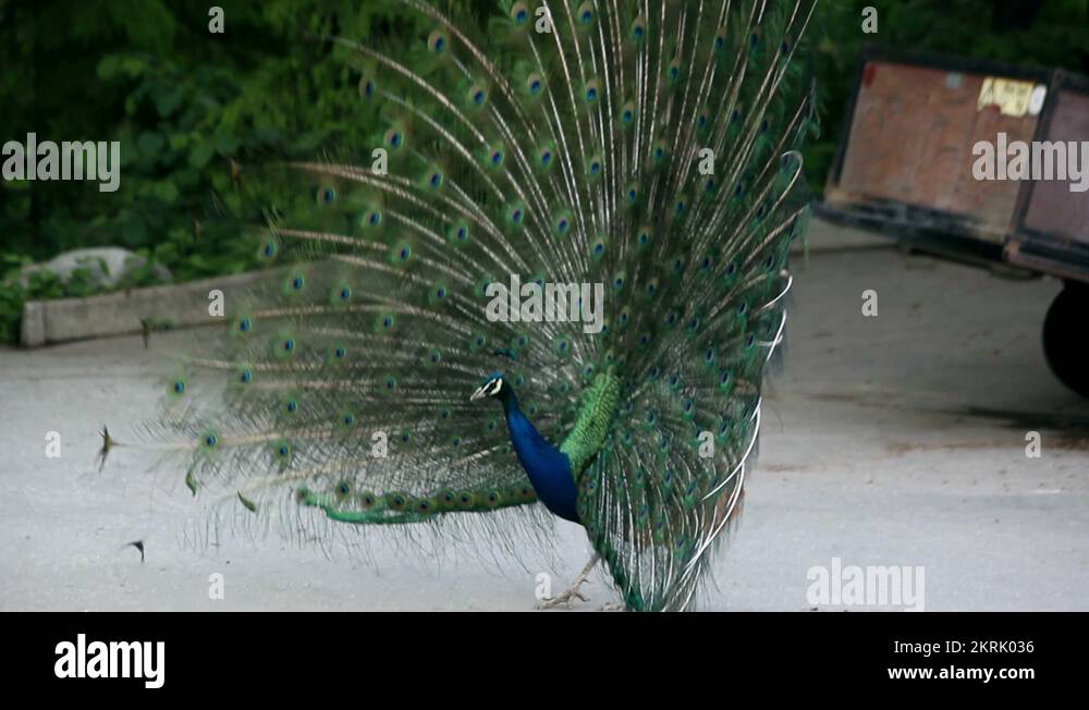 Feathered creatures Stock Videos & Footage - HD and 4K Video Clips - Alamy