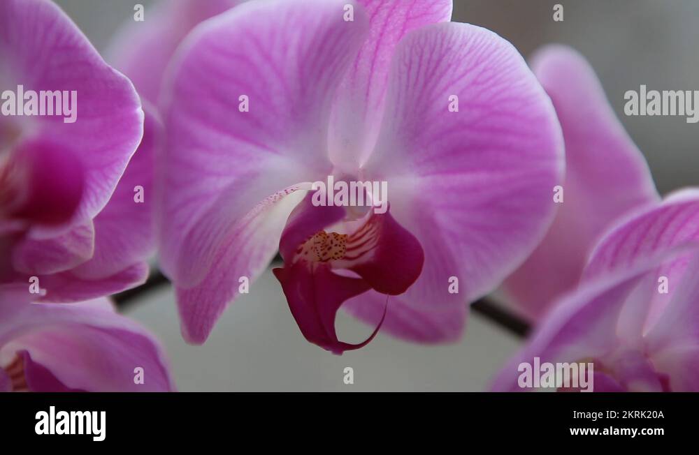 Fragant flowers Stock Videos & Footage - HD and 4K Video Clips - Alamy