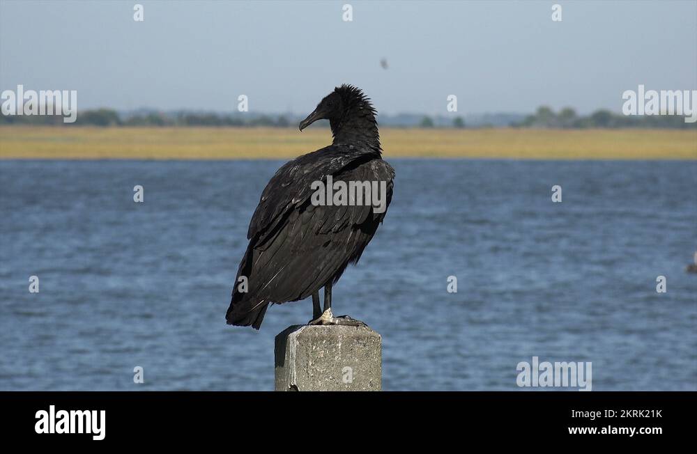 Georgia raptor Stock Videos & Footage - HD and 4K Video Clips - Alamy