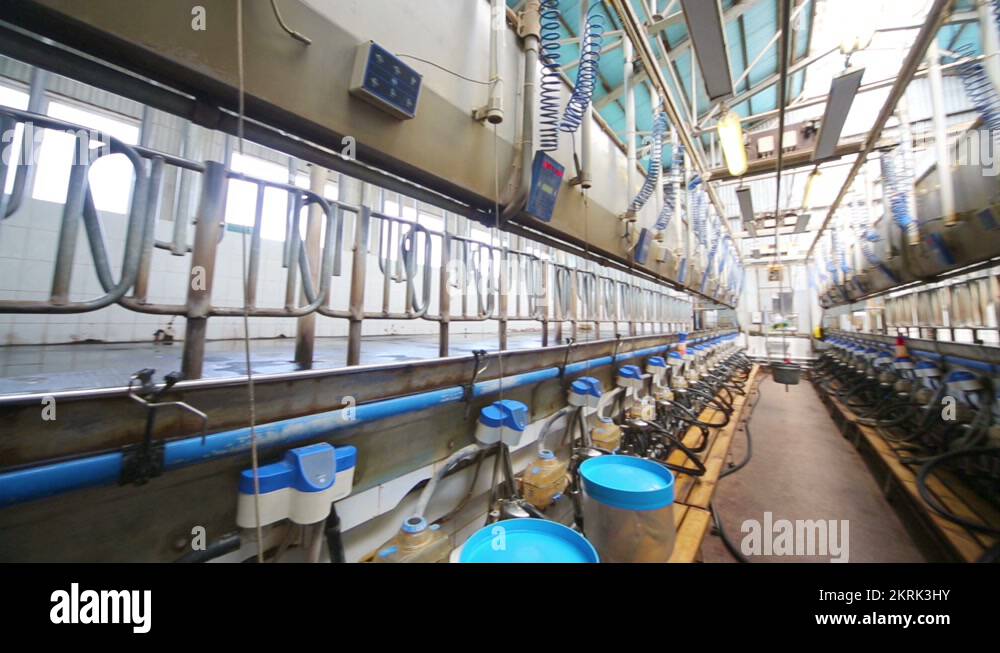 Equipment with milking machines on the dairy farm Stock Video Footage ...
