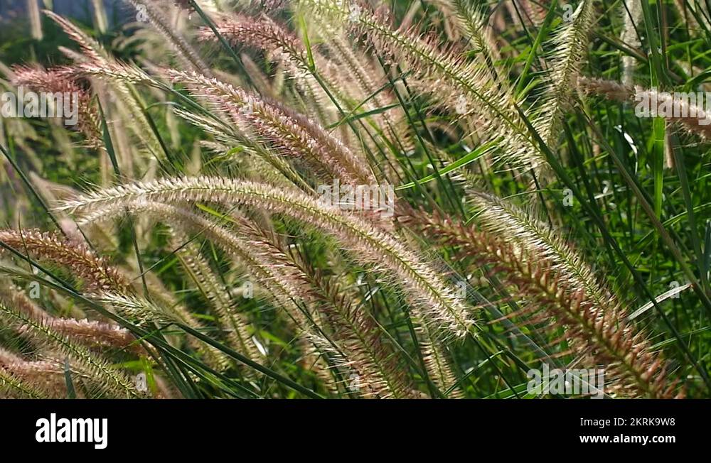 Grass movement Stock Videos & Footage - HD and 4K Video Clips - Alamy